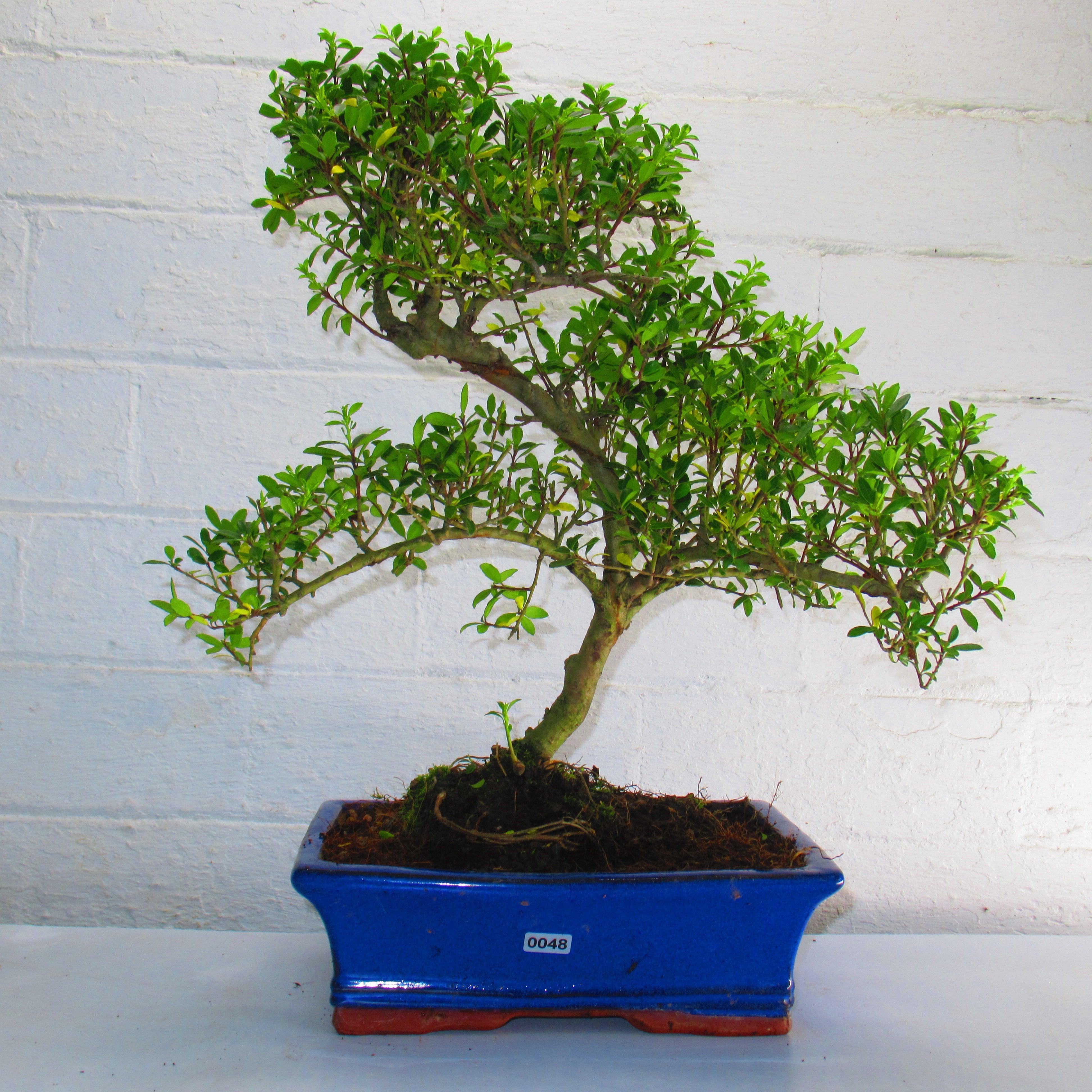 Japanese Holly (Ilex Crenata) Care Guide – Yorkshire Bonsai
