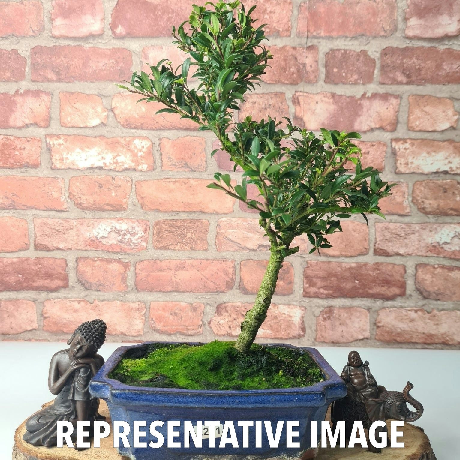 Japanese Holly (Ilex Crenata) Bonsai Tree | Shaped | In 20cm Pot – Yorkshire Bonsai