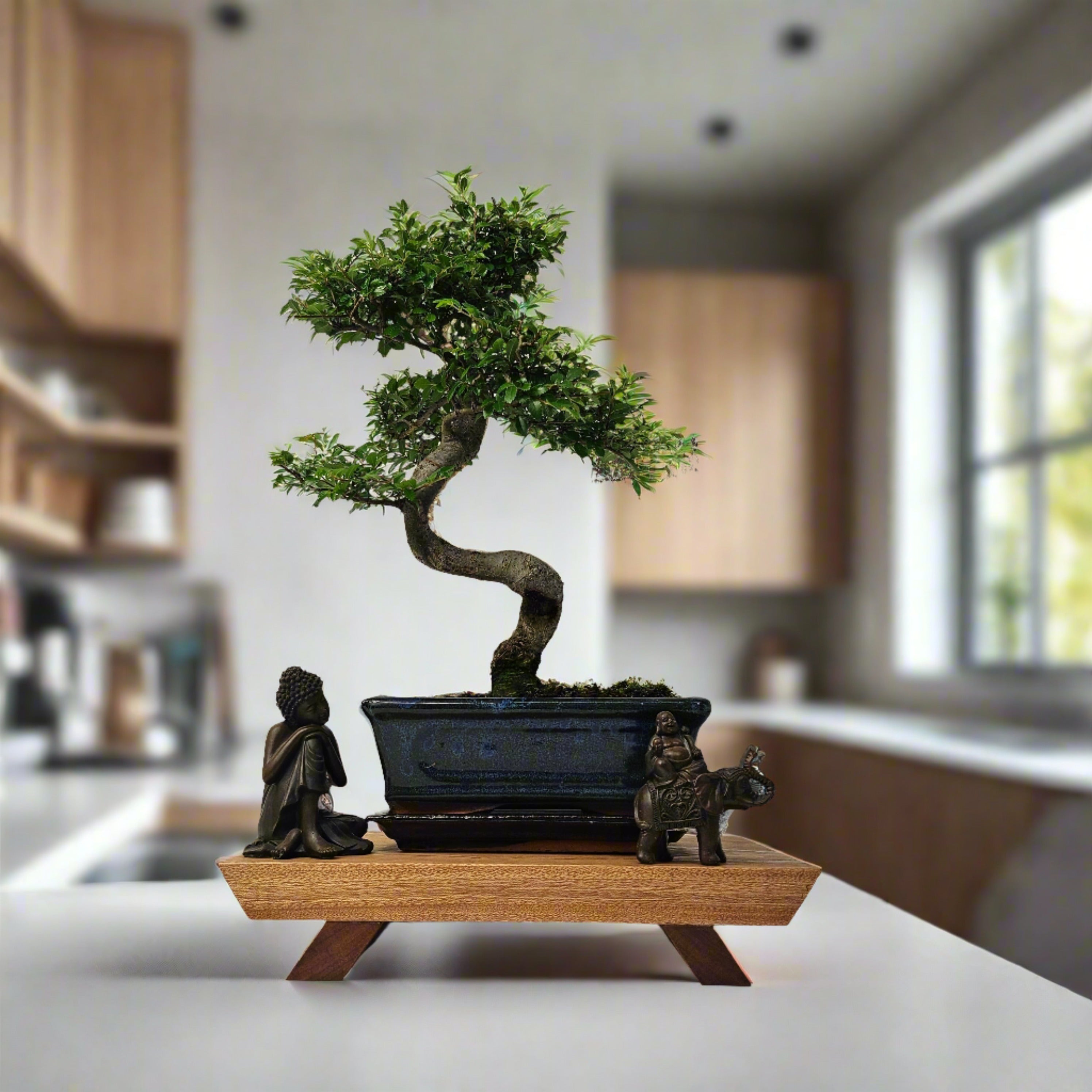 Bonsai Display Stands – Yorkshire Bonsai