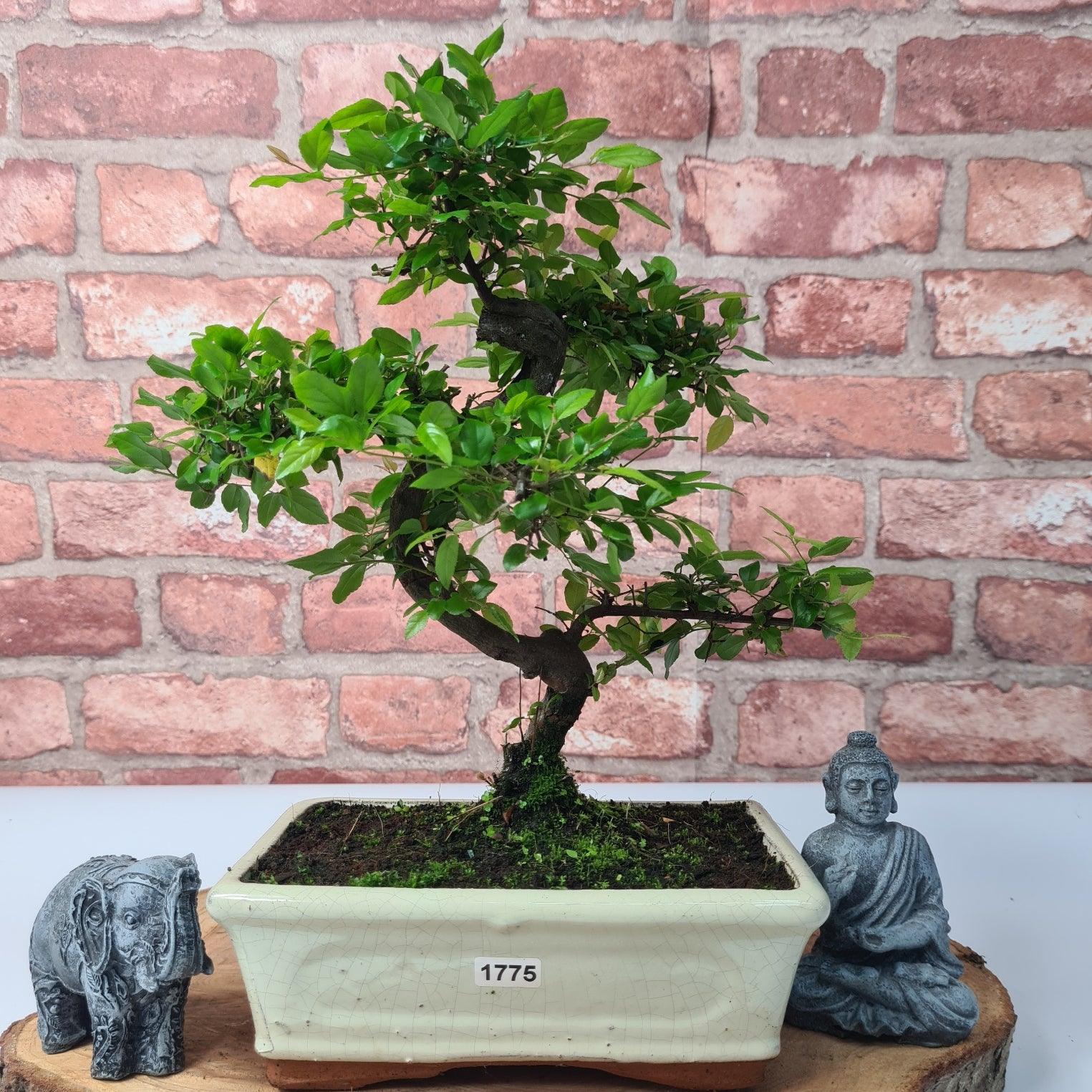 Bird Plum (Sageretia) Bonsai Tree | Shaped | In 20cm Pot – Yorkshire Bonsai
