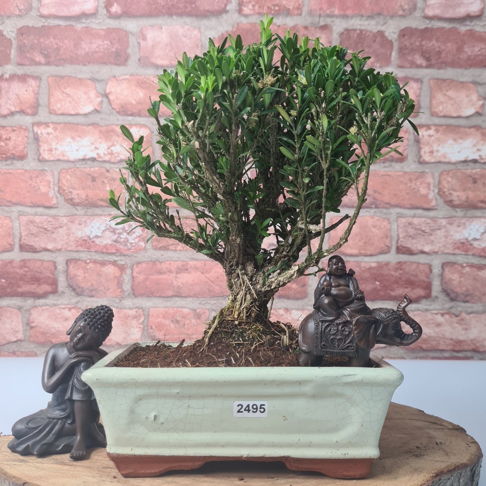 Boxwood (Buxus Harlandii) Bonsai Tree | Broom | In 20cm Pot – Yorkshire ...