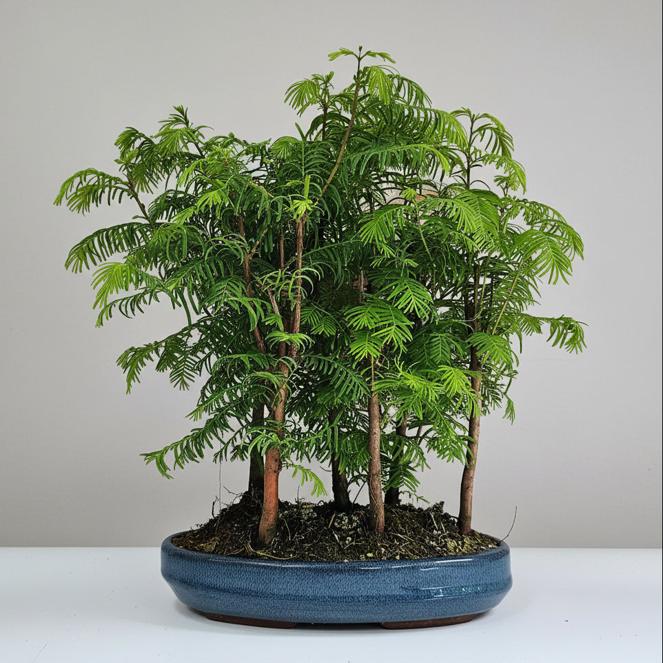 Dawn Redwood (Metasequoia) Bonsai Tree Forest | Upright Style | In 25c ...
