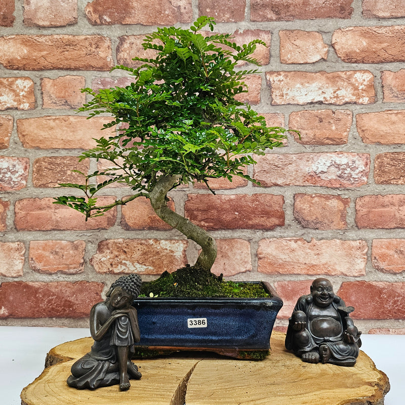 Chinese Pepper (Zanthoxylum Pipertum) Bonsai Tree | Shaped | In 20cm P ...