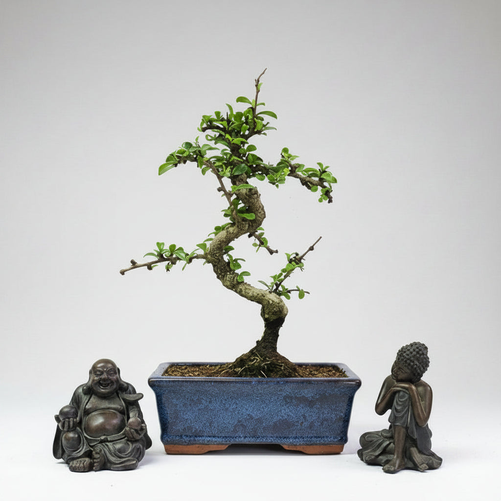 Fukien Tea Tree (Carmona Retusa) Bonsai Tree | Shaped | In 15cm Pot ...