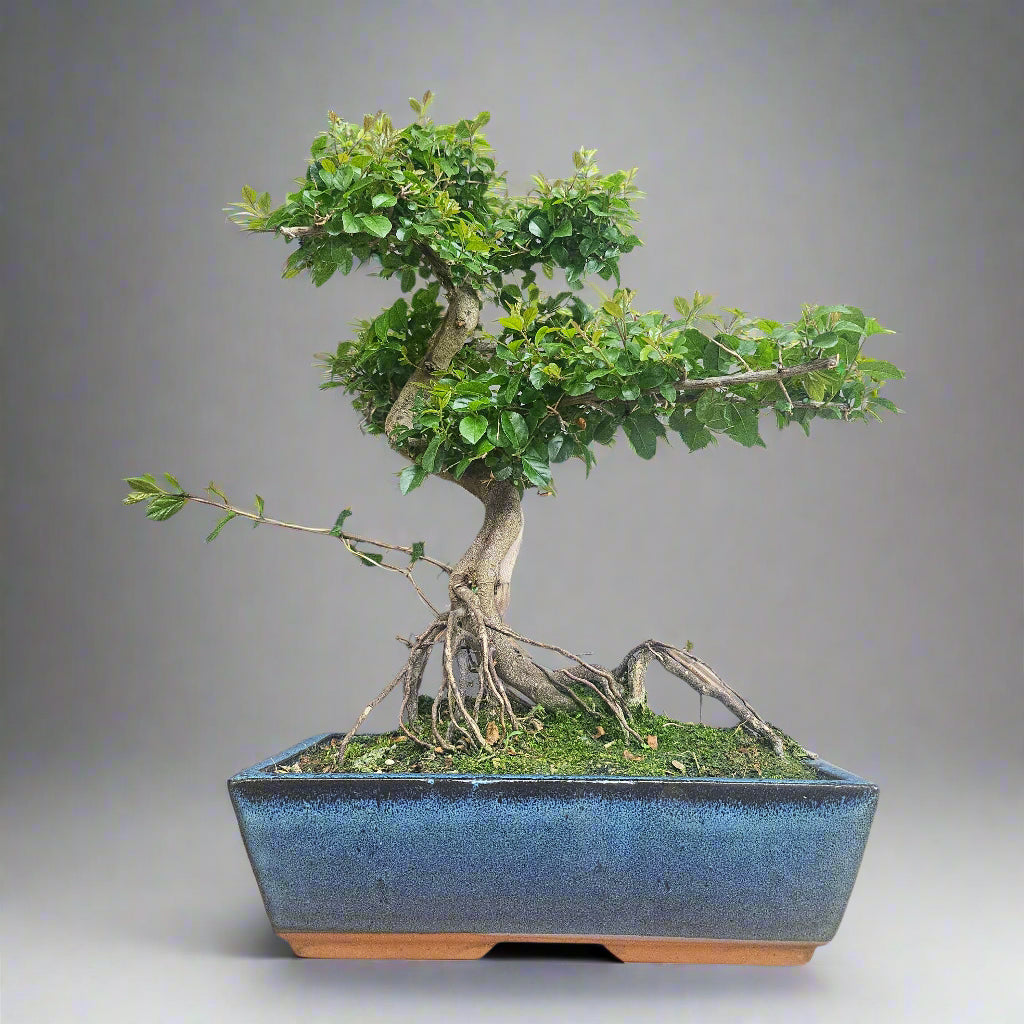 Bird Plum (Sageretia) Bonsai Tree | Shaped | In 30cm Pot – Yorkshire Bonsai