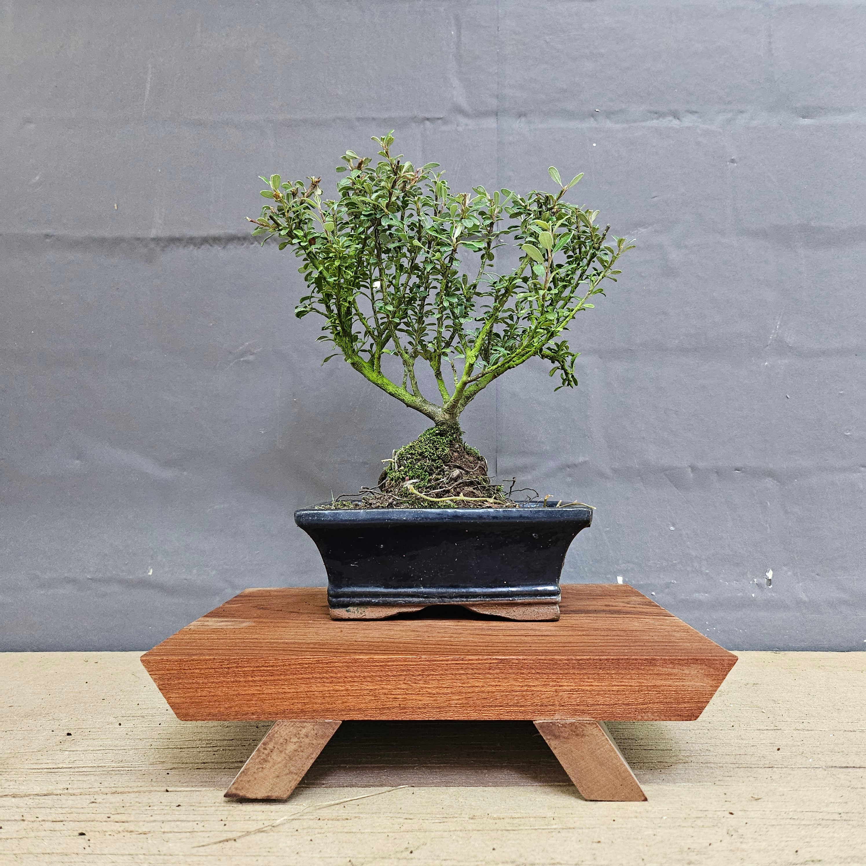 Cotoneaster Bonsai Tree | Broom | In 15cm Pot – Yorkshire Bonsai