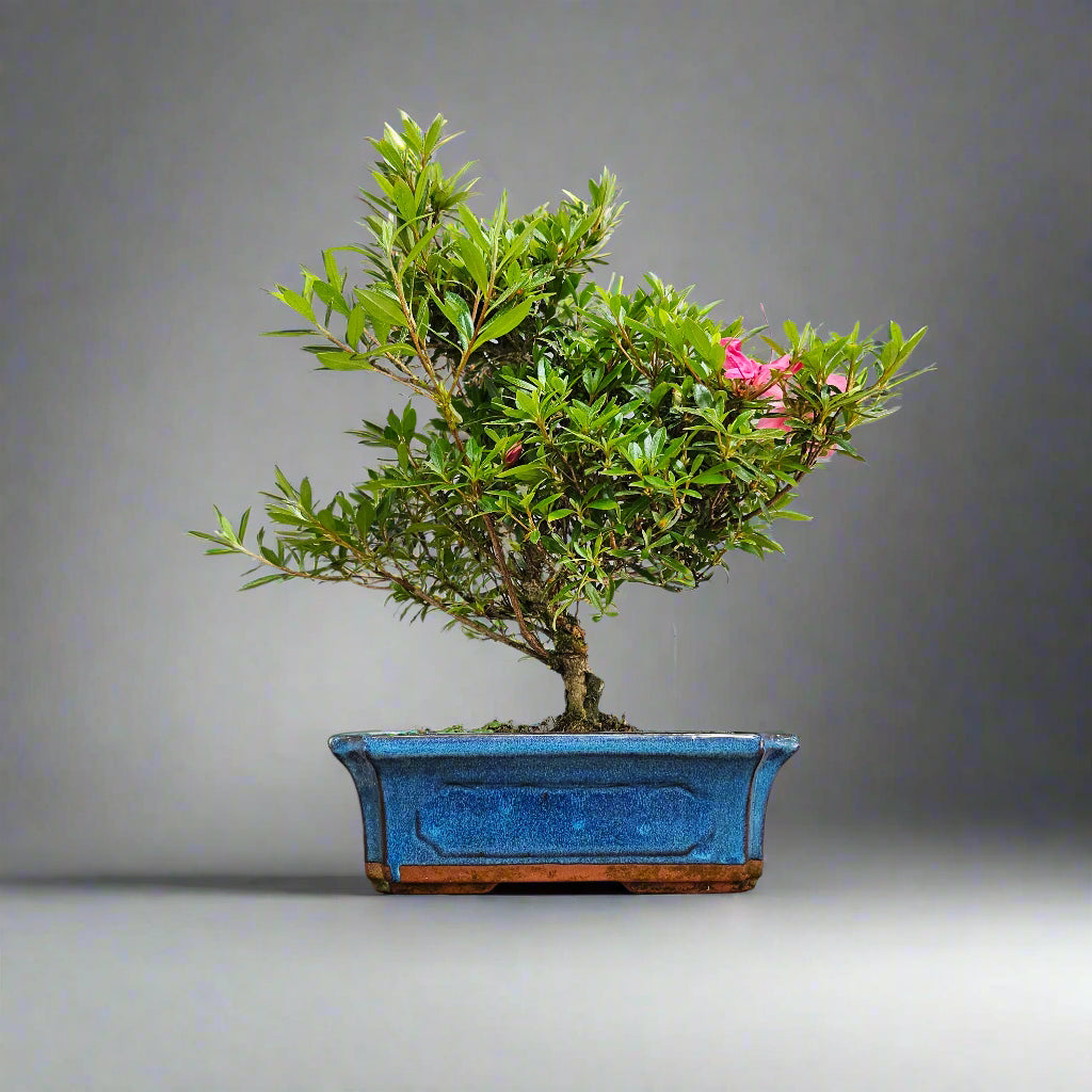 Azalea (Rhododendron) Bonsai Tree | Shaped | In 25cm Pot – Yorkshire Bonsai