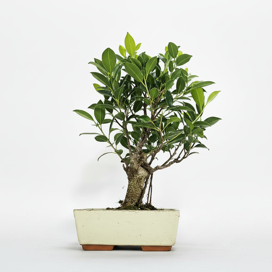 Ficus Microcarpa (Banyan Fig) Indoor Bonsai Tree | Broom | In 20cm Pot ...