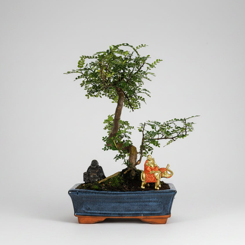 Chinese Pepper (Zanthoxylum Pipertum) Bonsai Tree | Shaped | In 25cm P ...