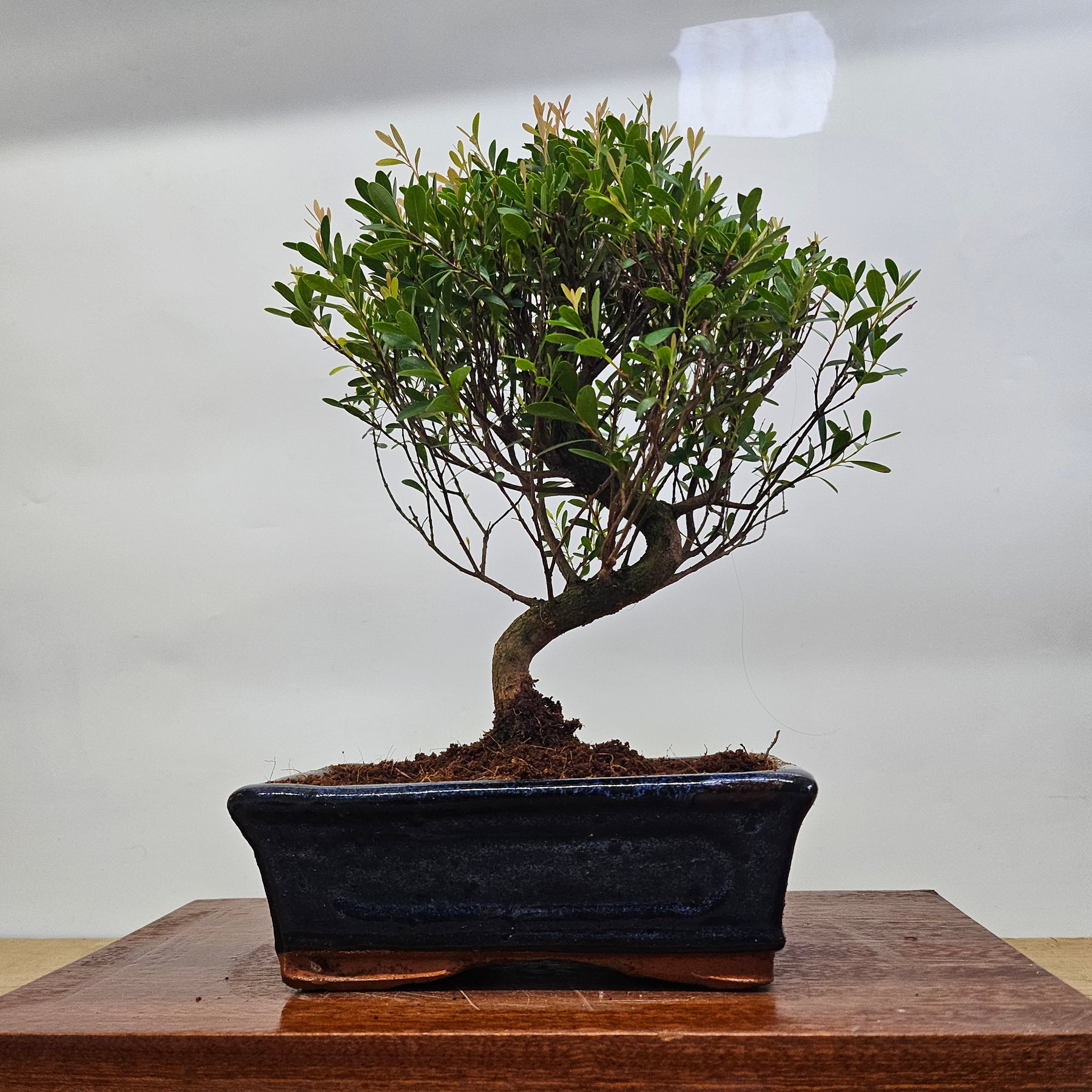 Brush Cherry (Syzygium) Bonsai Tree | Semi-Shaped | In 15cm Pot ...