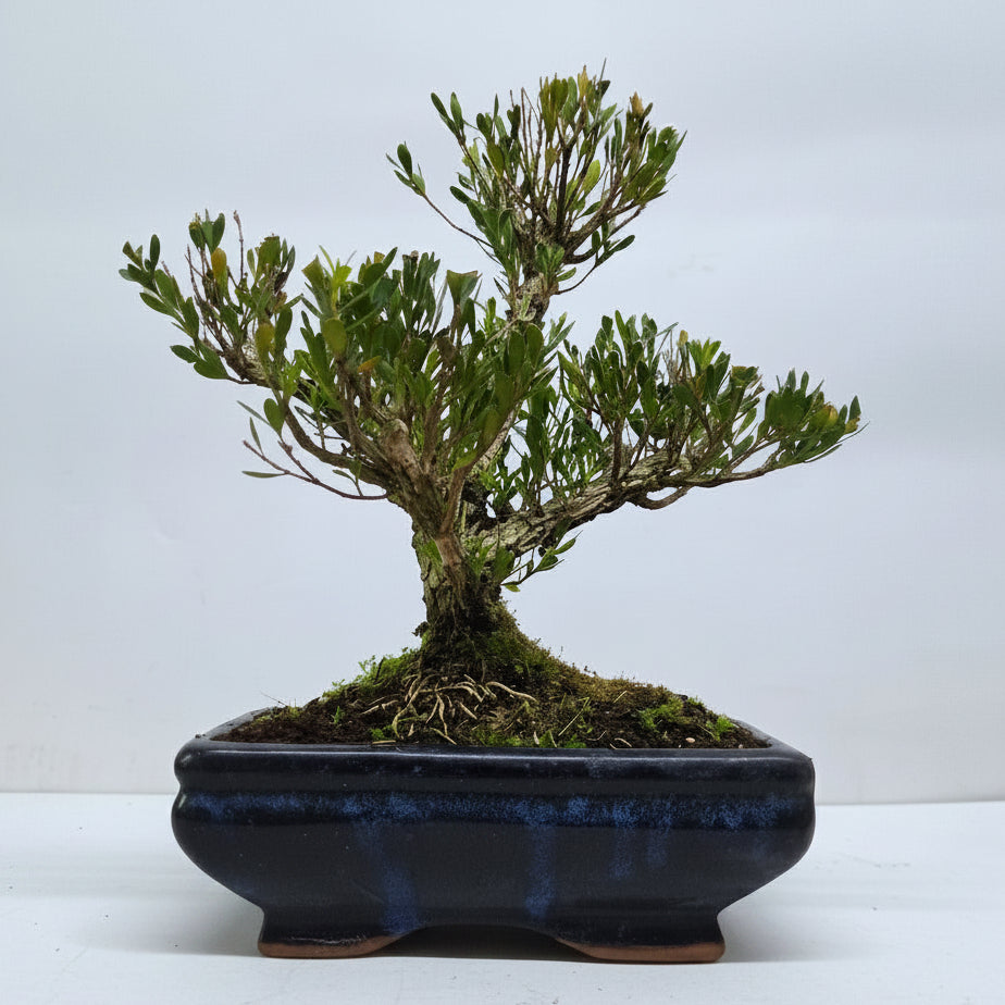 Boxwood (Buxus Harlandii) Bonsai Tree | Clump | In 20cm Pot – Yorkshire ...