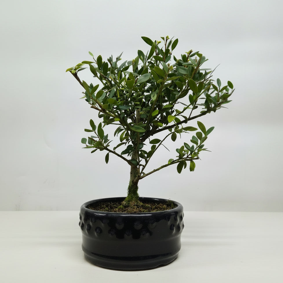 Japanese Holly (Ilex Crenata) Bonsai Tree | Broom | In 12cm Pot ...