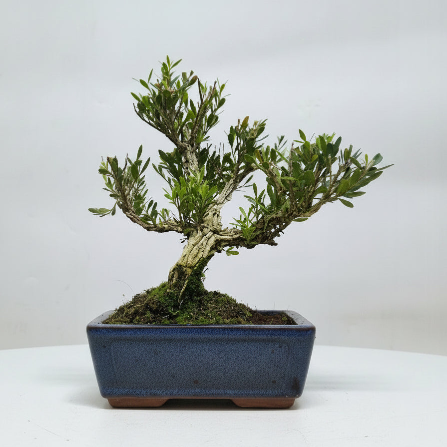 Boxwood (Buxus Harlandii) Bonsai Tree | Clump | In 15cm Pot – Yorkshire ...