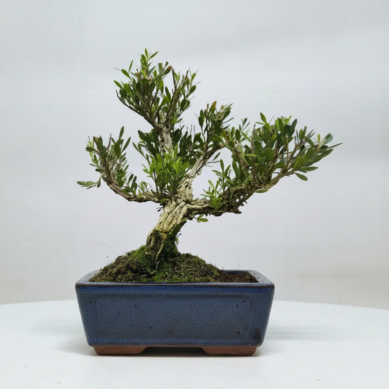 Boxwood (Buxus Harlandii) Bonsai Tree | Clump | In 15cm Pot – Yorkshire ...