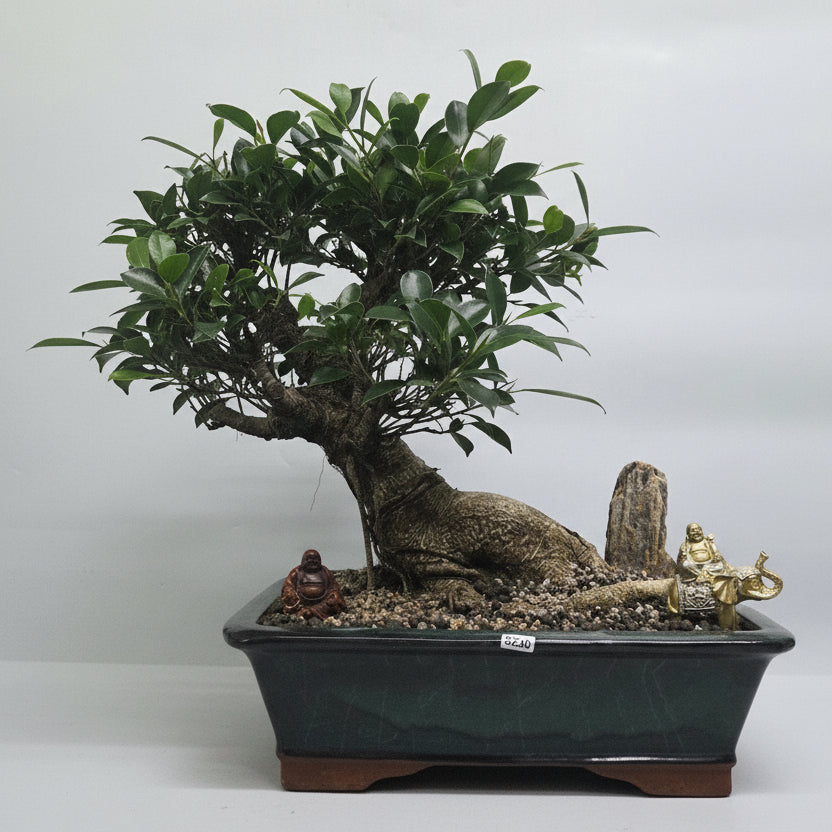 Ficus Microcarpa (Banyan Fig) Indoor Premium Bonsai Tree Bundle | Shap ...