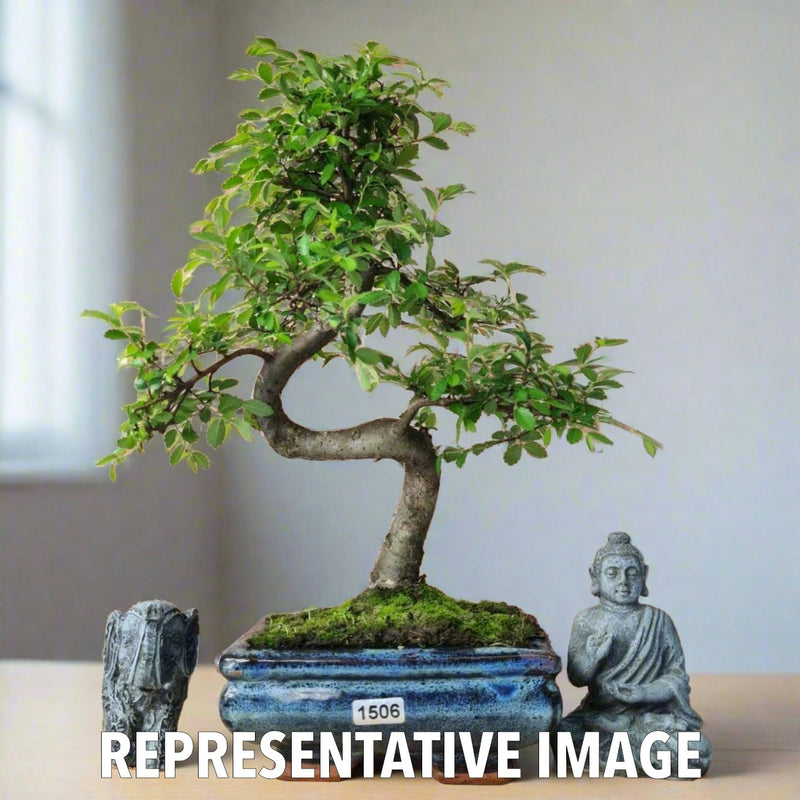 Chinese Elm (Ulmus Parvifolia) Bonsai Tree | Shaped | In 15cm Pot ...