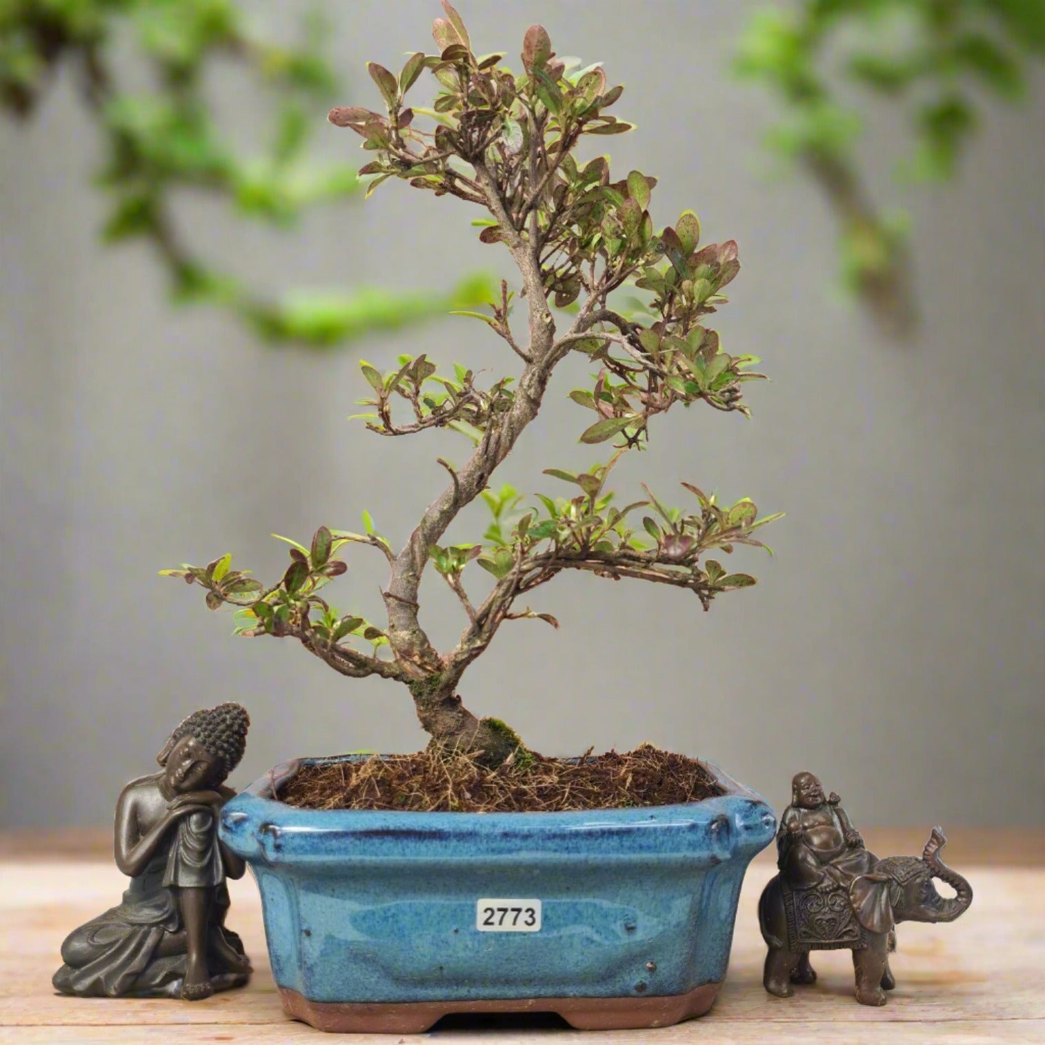Azalea (Rhododendron) Bonsai Tree | Shaped | In 15cm Pot – Yorkshire Bonsai