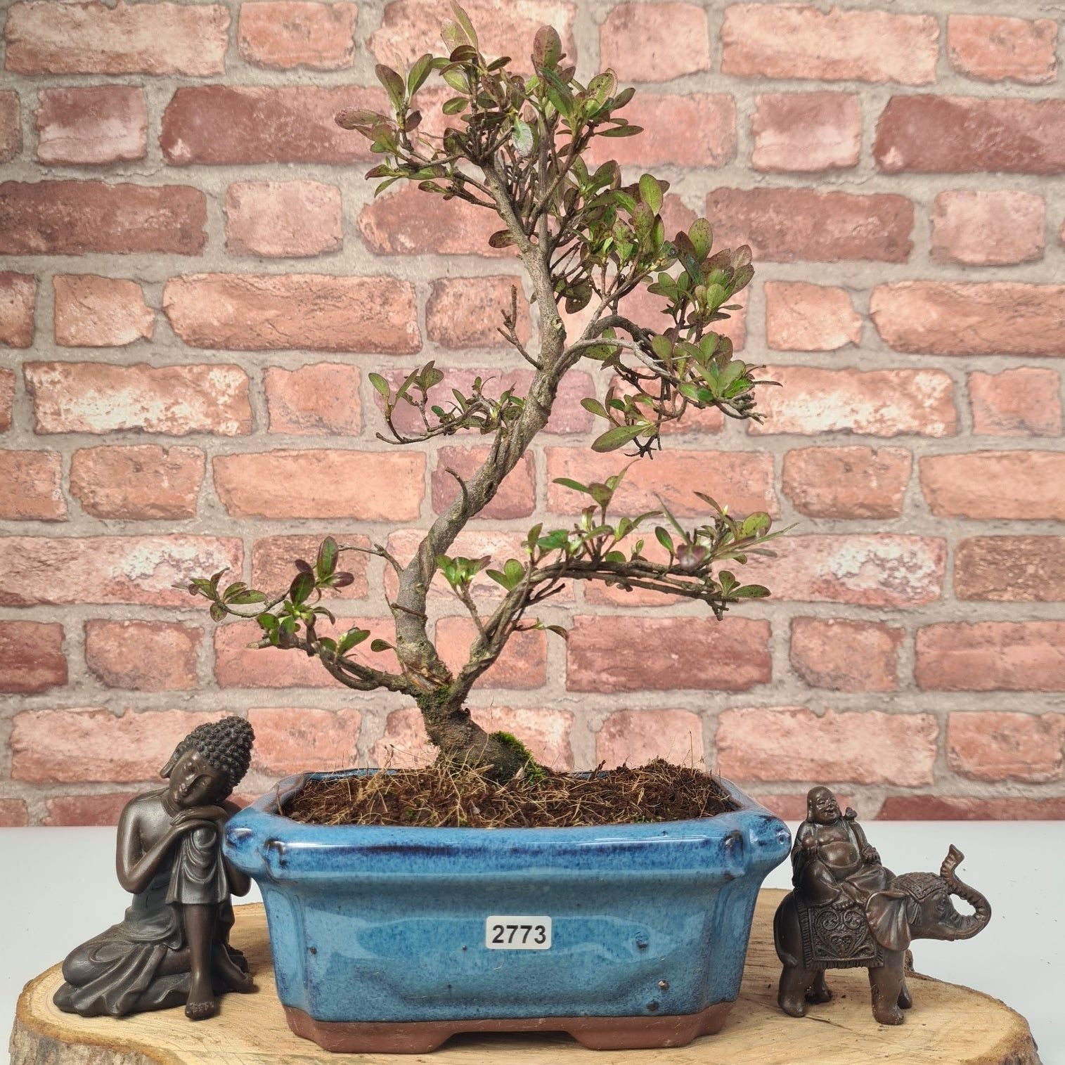 Azalea (Rhododendron) Bonsai Tree | Shaped | In 15cm Pot – Yorkshire Bonsai