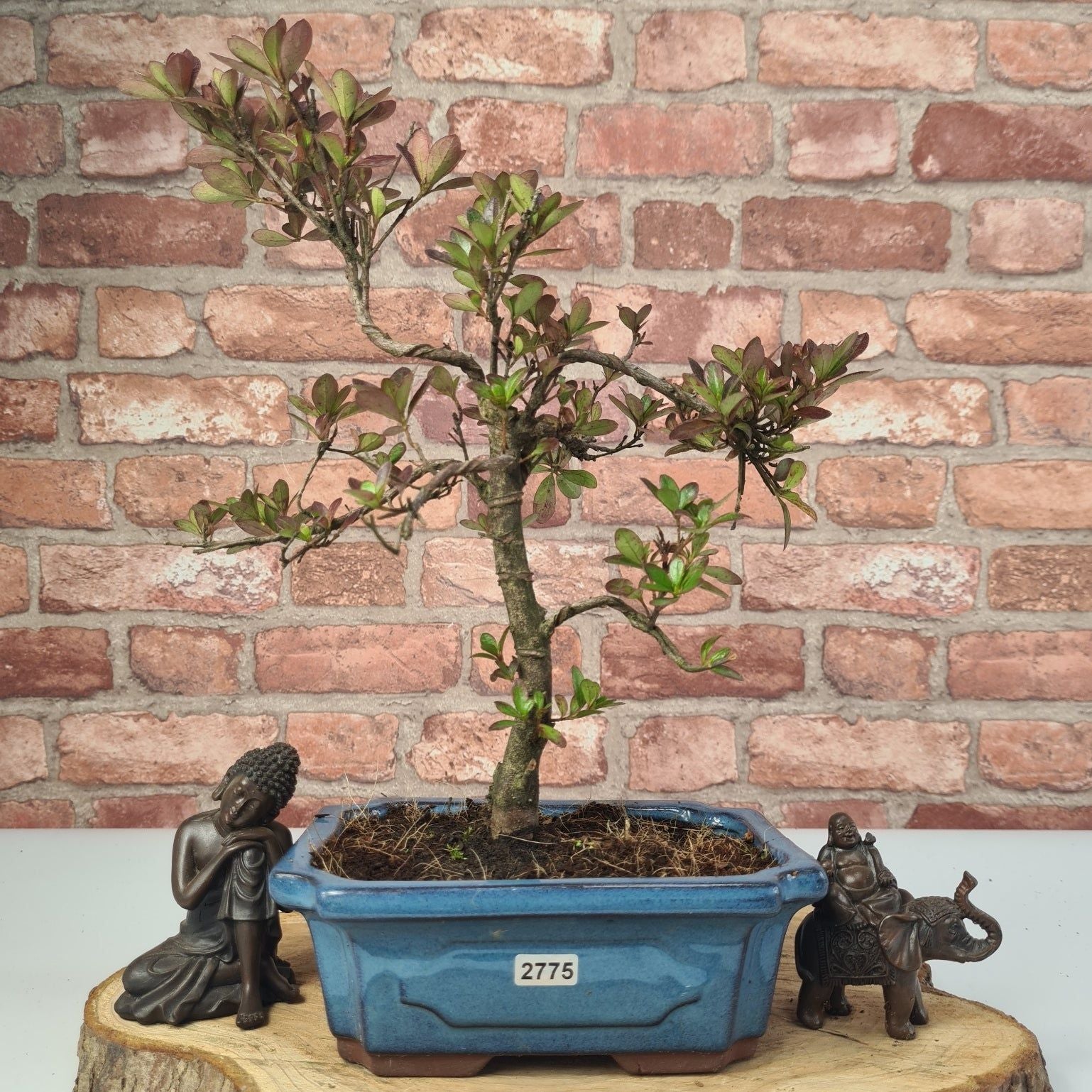 Azalea (Rhododendron) Bonsai Tree | Shaped | In 15cm Pot – Yorkshire Bonsai