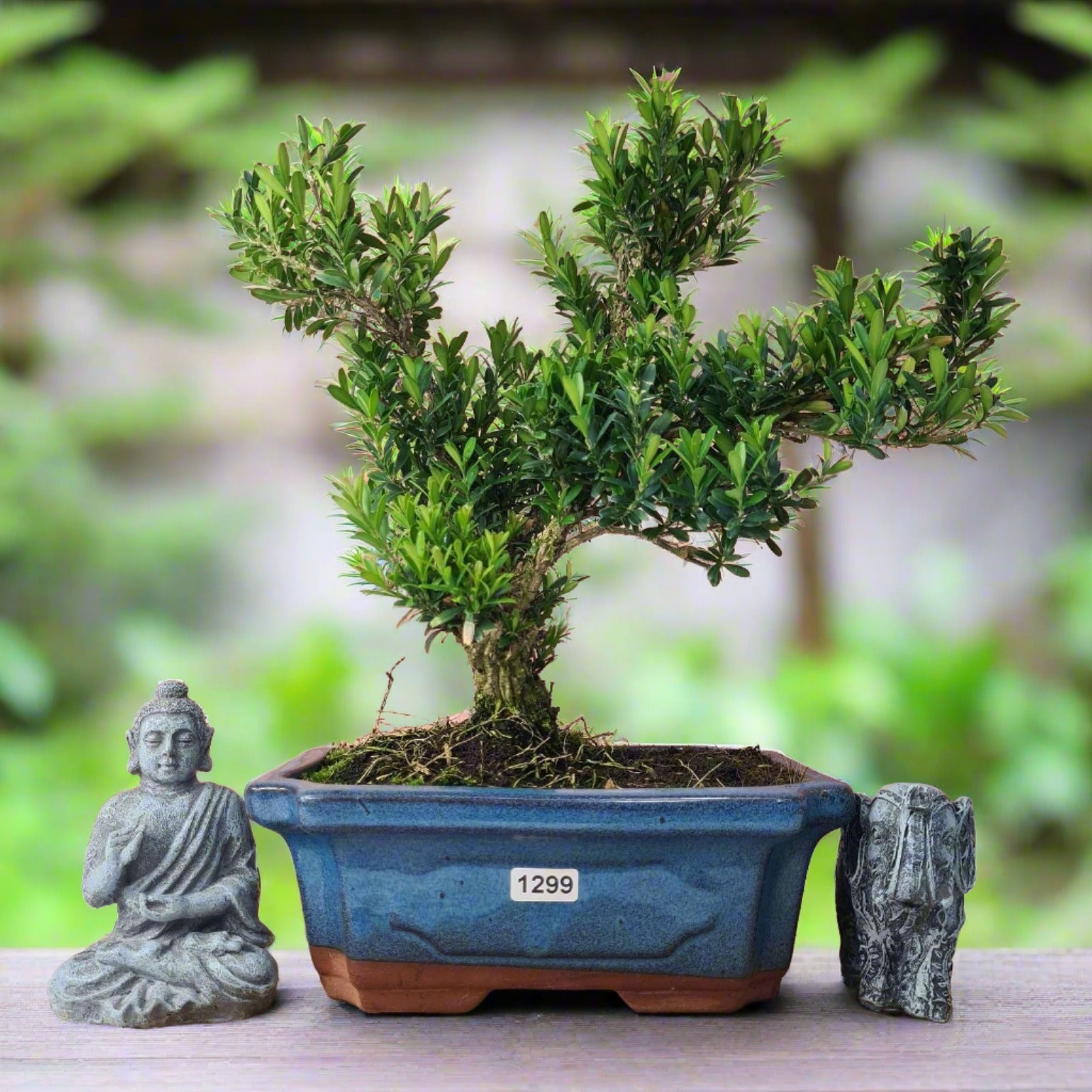 Boxwood (Buxus Harlandii) Bonsai Tree | Shaped | In 20cm Pot ...