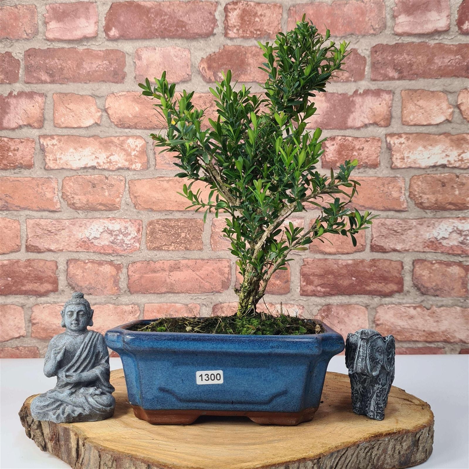Boxwood (Buxus Harlandii) Bonsai Tree | Shaped | In 20cm Pot ...