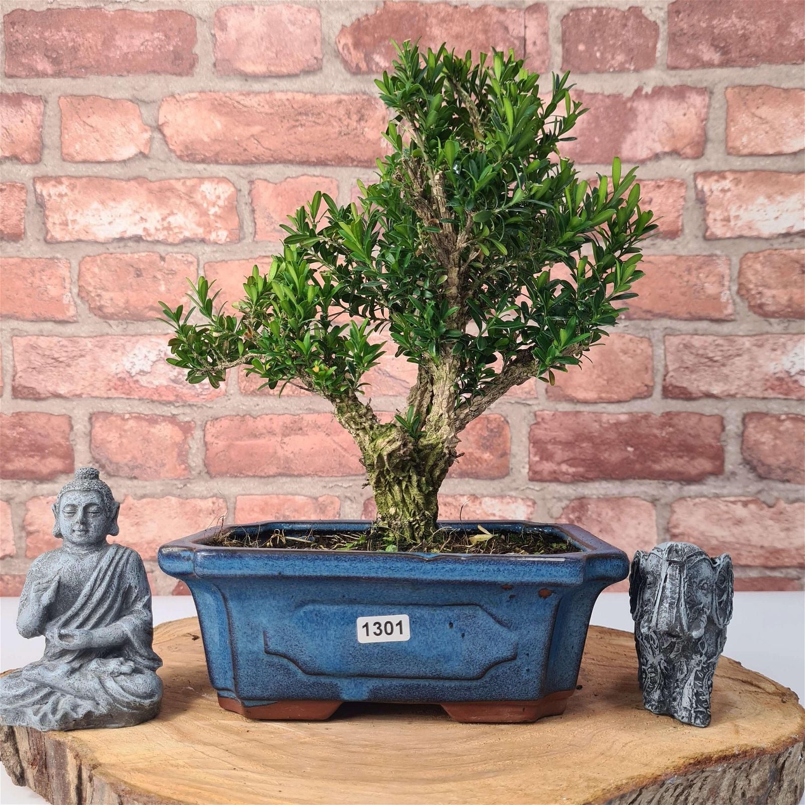Boxwood (Buxus Harlandii) Bonsai Tree | Shaped | In 20cm Pot ...