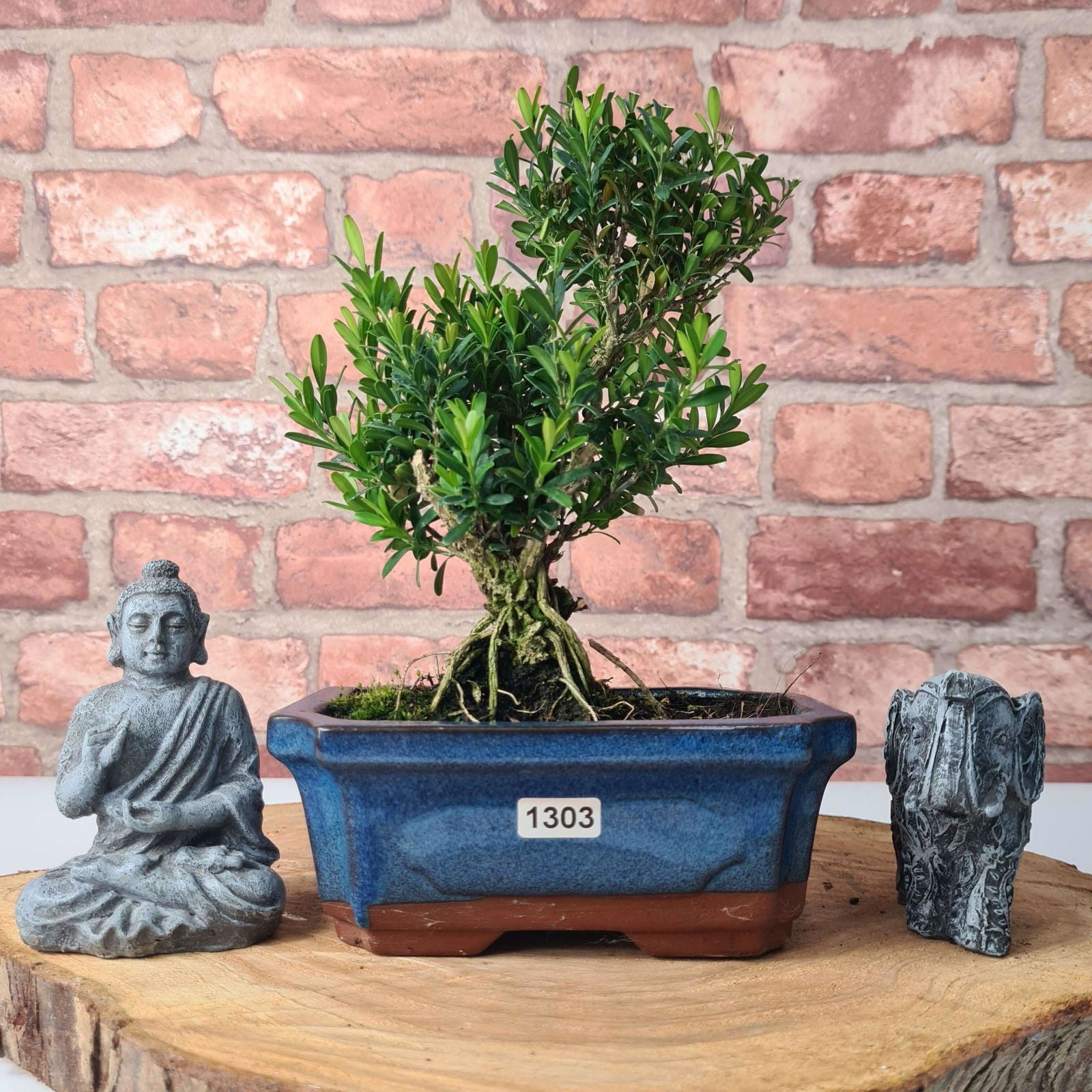 Boxwood (Buxus Harlandii) Bonsai Tree | Shaped | In 20cm Pot ...