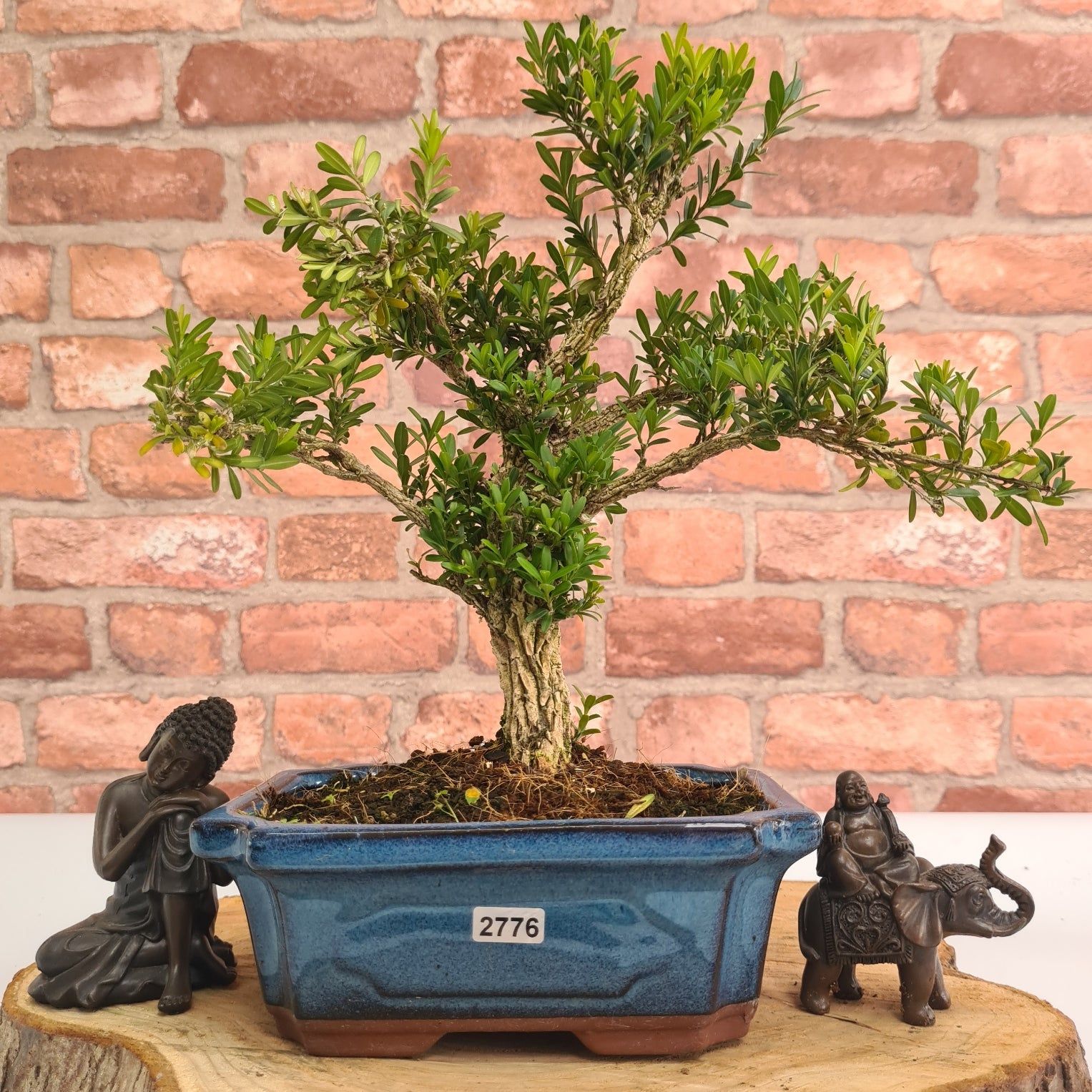 Boxwood (Buxus Harlandii) Bonsai Tree | Shaped | In 20cm Pot ...