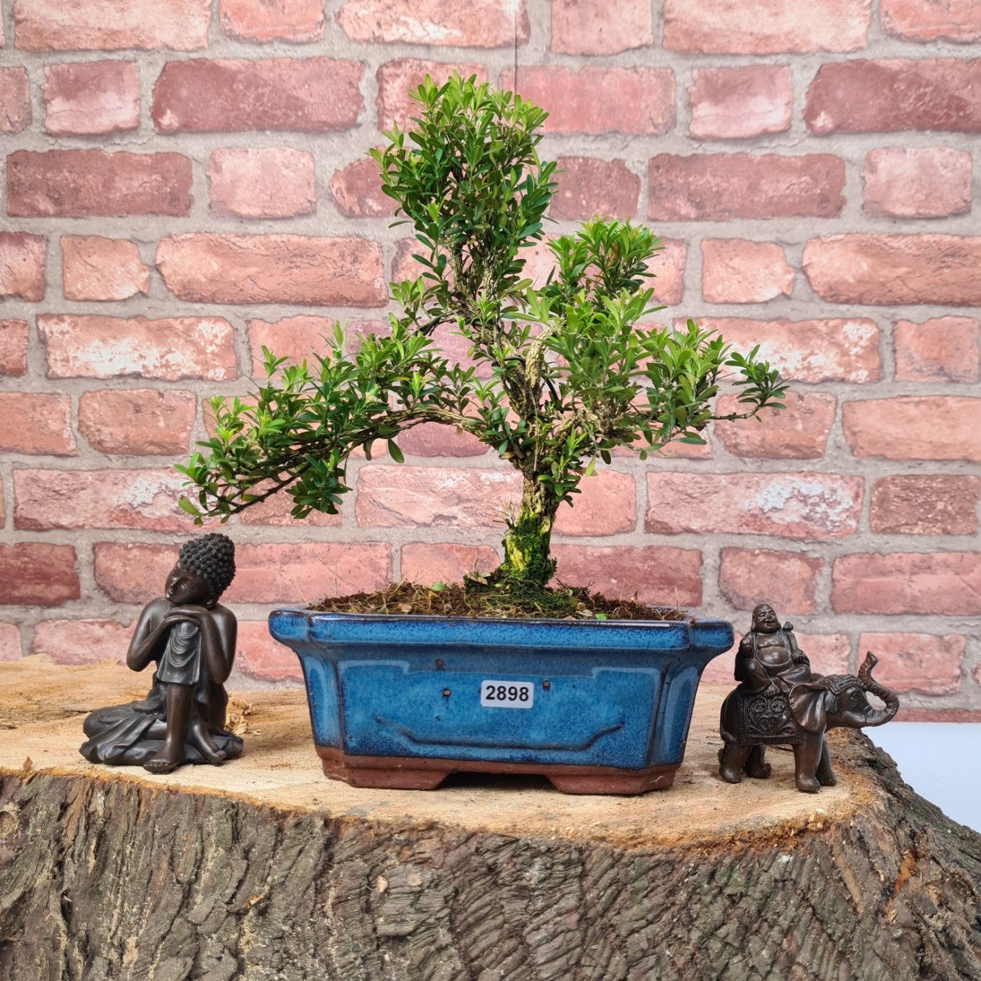 Boxwood (Buxus Harlandii) Bonsai Tree | Shaped | In 20cm Pot ...