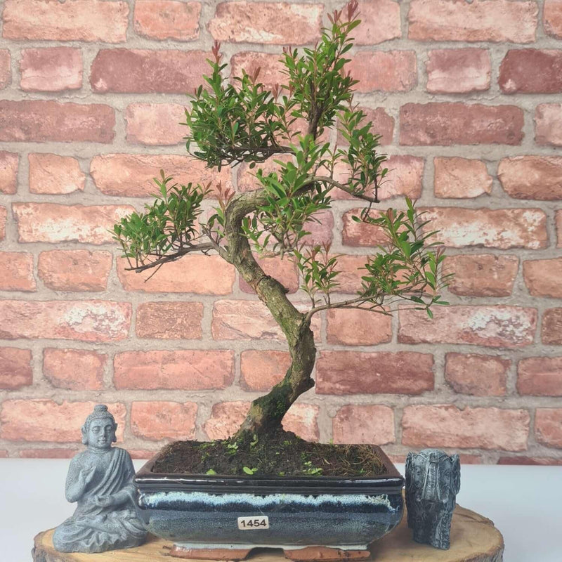 Brush Cherry (Syzygium) Bonsai Tree | Shaped | In 20cm Pot – Yorkshire ...