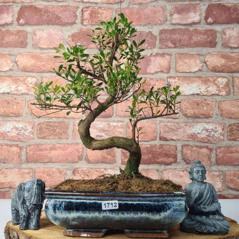 Brush Cherry (Syzygium) Bonsai Tree | Shaped | In 20cm Pot – Yorkshire ...