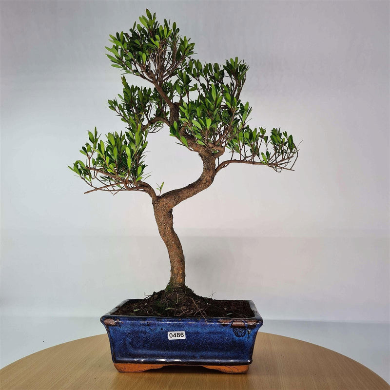 Brush Cherry (Syzygium) Bonsai Tree | Shaped | In 20cm Pot – Yorkshire ...