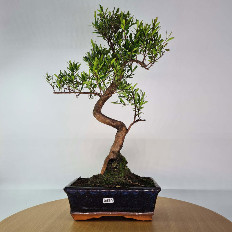 Brush Cherry (Syzygium) Bonsai Tree | Shaped | In 20cm Pot – Yorkshire ...