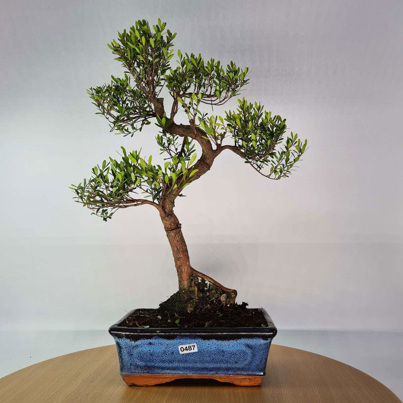 Brush Cherry (Syzygium) Bonsai Tree | Shaped | In 20cm Pot – Yorkshire ...