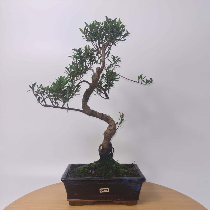 Brush Cherry (Syzygium) Bonsai Tree | Shaped | In 20cm Pot – Yorkshire ...