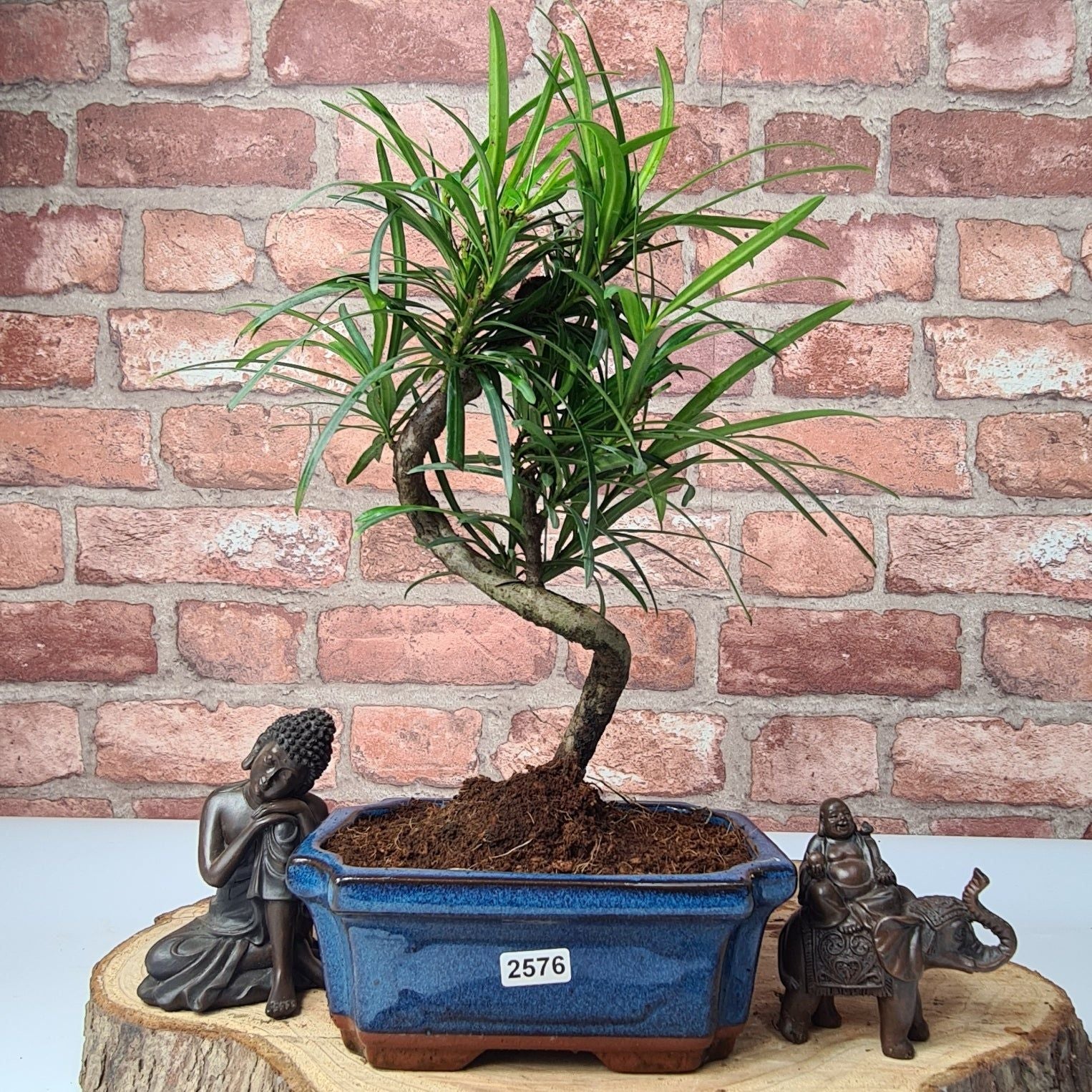 Buddhist Pine (Podocarpus Micro) Bonsai Tree | Shaped | In 15cm Pot ...