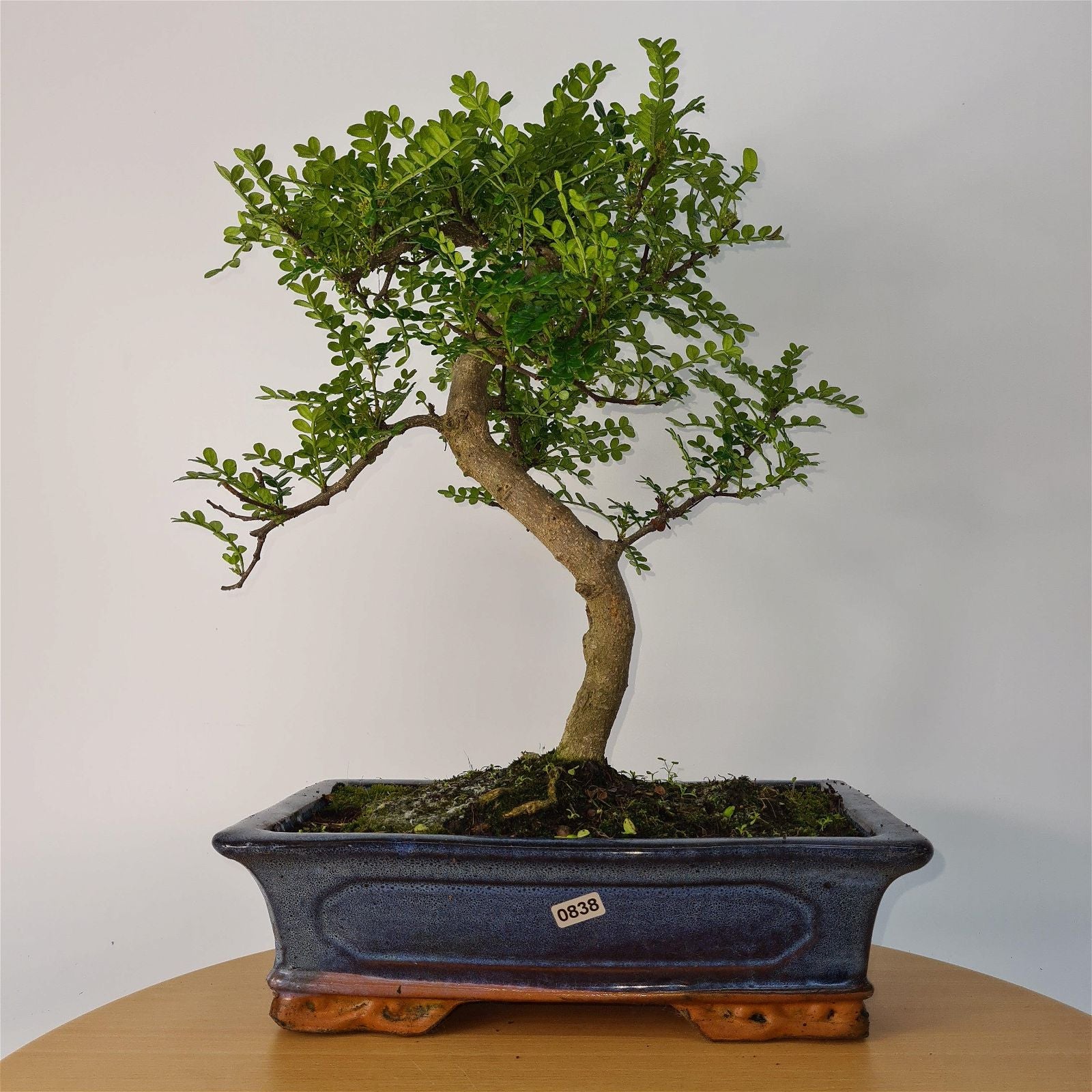 Chinese Pepper (Zanthoxylum Pipertum) Bonsai Tree | Shaped | In 30cm P ...