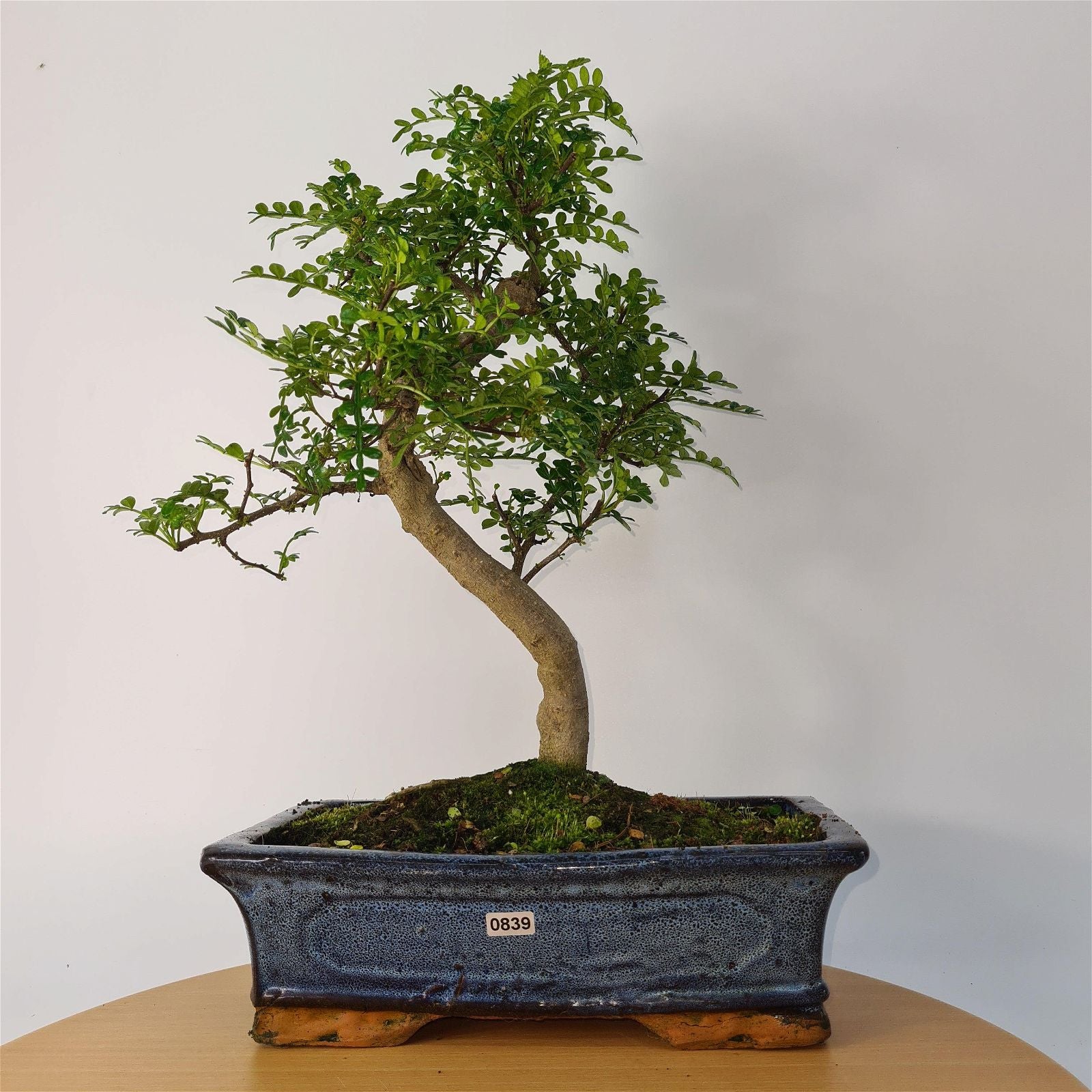 Chinese Pepper (Zanthoxylum Pipertum) Bonsai Tree | Shaped | In 30cm P ...