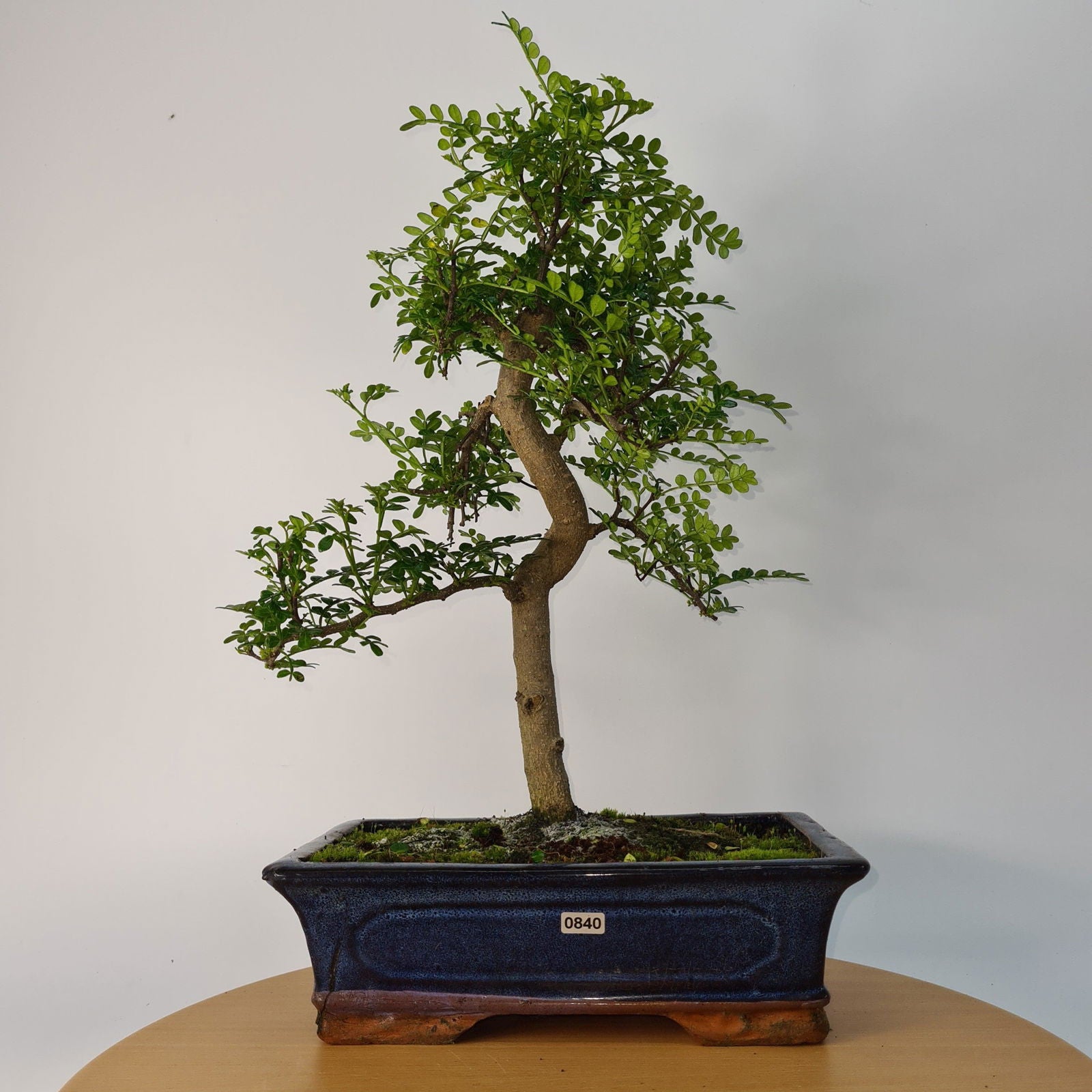 Chinese Pepper (Zanthoxylum Pipertum) Bonsai Tree | Shaped | In 30cm P ...