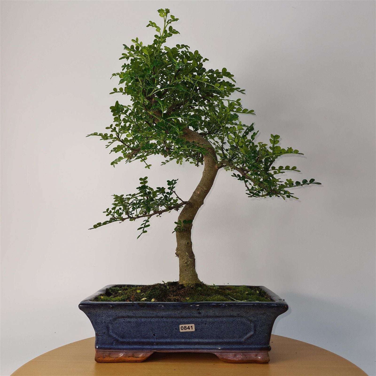 Chinese Pepper (Zanthoxylum Pipertum) Bonsai Tree | Shaped | In 30cm P ...