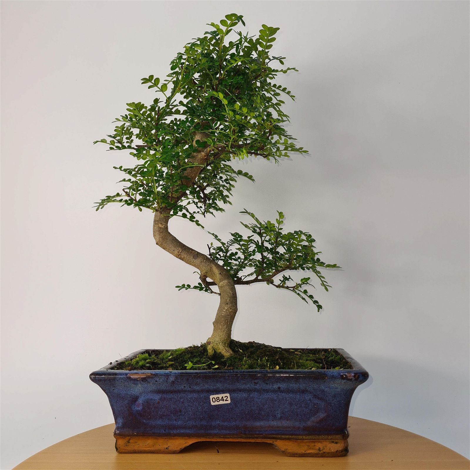 Chinese Pepper (Zanthoxylum Pipertum) Bonsai Tree | Shaped | In 30cm P ...