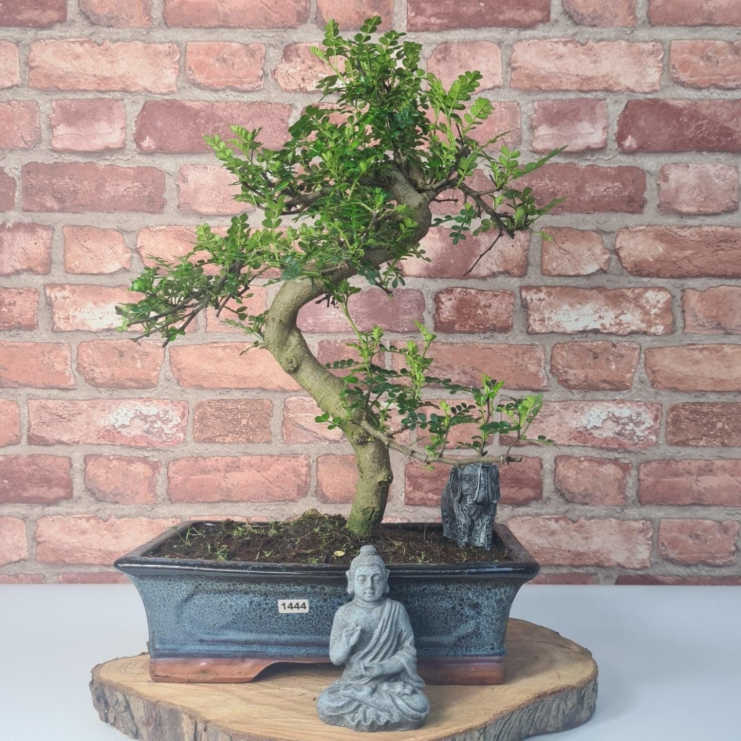 Chinese Pepper (Zanthoxylum Pipertum) Bonsai Tree | Shaped | In 30cm P ...
