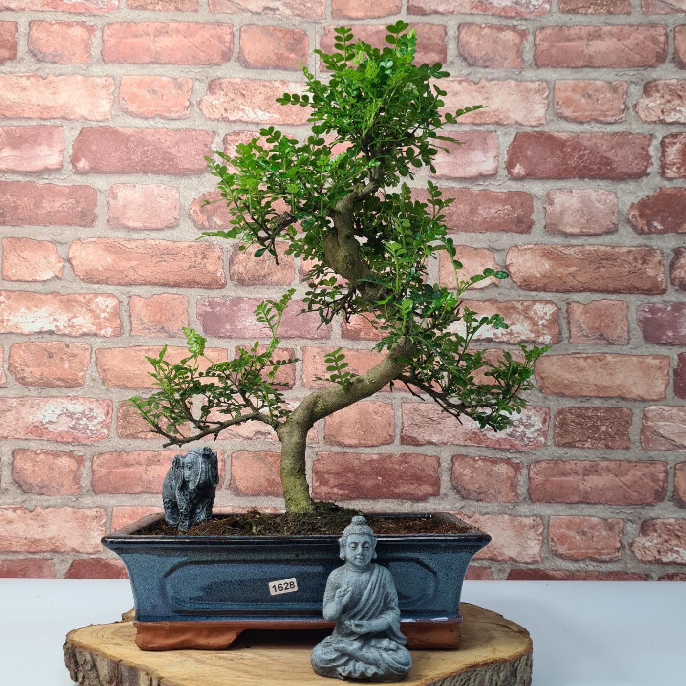 Chinese Pepper (Zanthoxylum Pipertum) Bonsai Tree | Shaped | In 30cm P ...