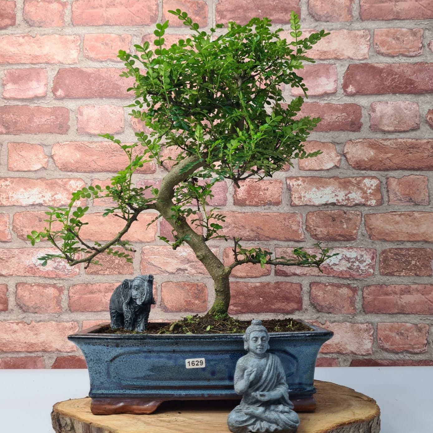 Chinese Pepper (Zanthoxylum Pipertum) Bonsai Tree | Shaped | In 30cm P ...