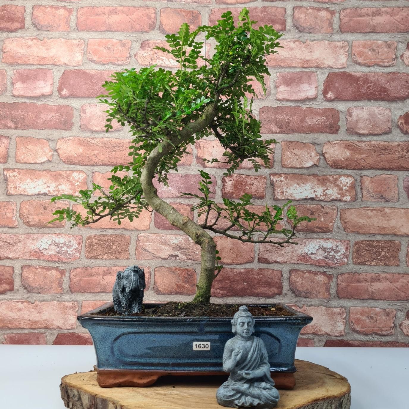 Chinese Pepper (Zanthoxylum Pipertum) Bonsai Tree | Shaped | In 30cm P ...