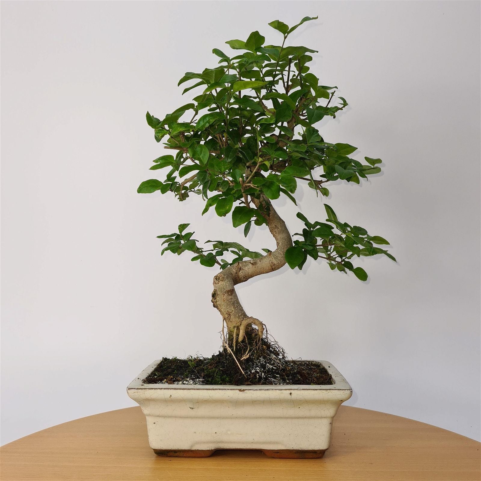 Chinese Privet (Ligustrum Sinense) Bonsai Tree | Shaped | In 20cm Pot ...