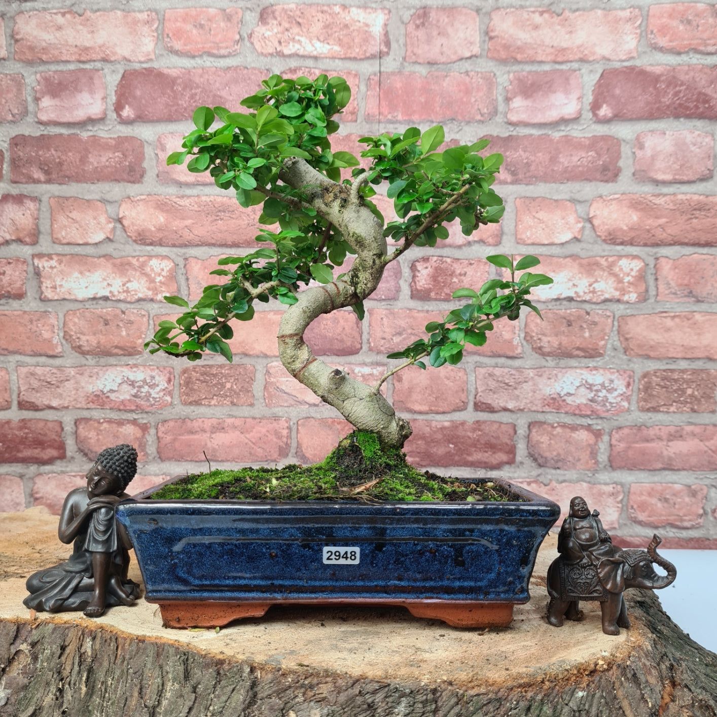 Chinese Privet (Ligustrum Sinense) Bonsai Tree | Shaped | In 25cm Pot – Yorkshire Bonsai