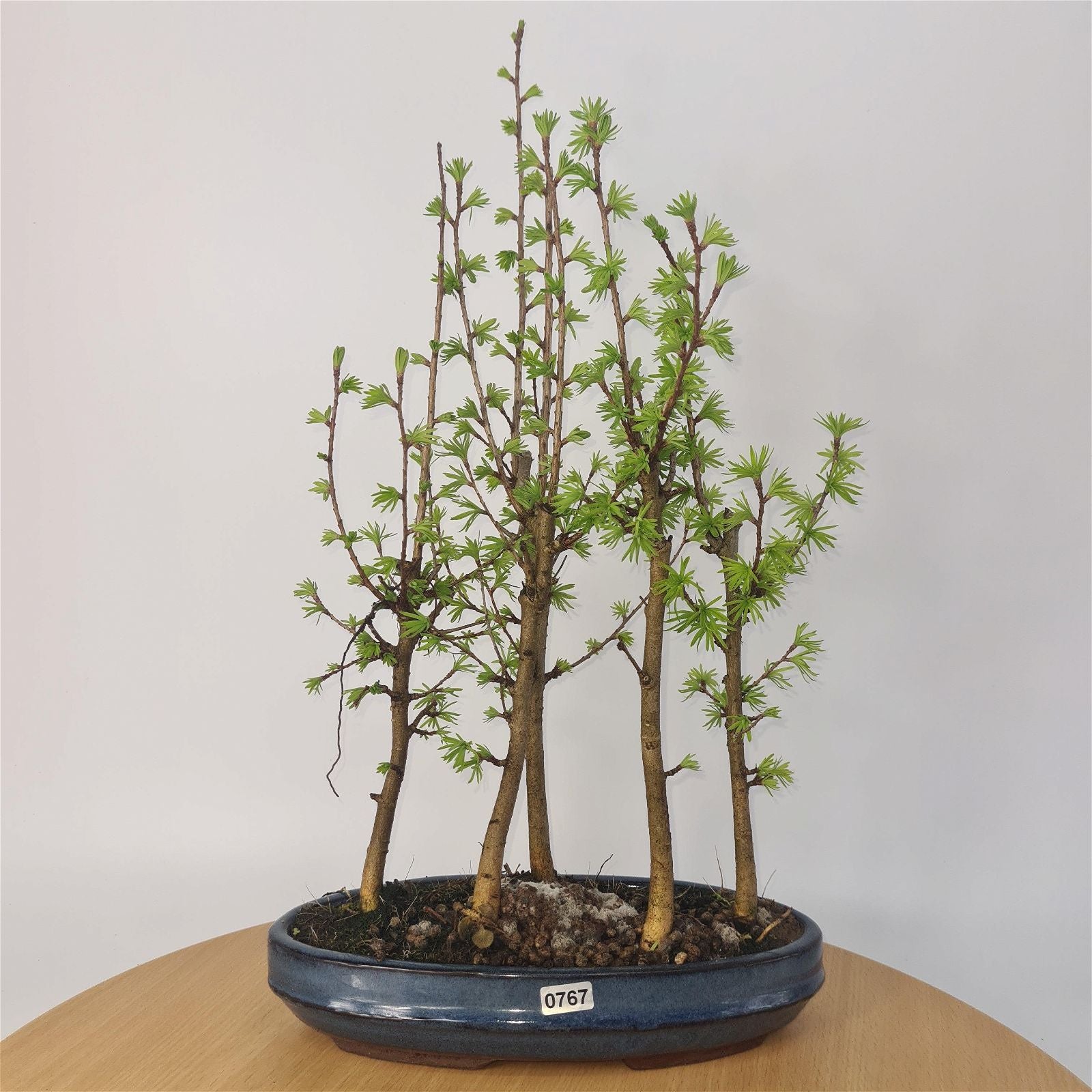 Dawn Redwood (Metasequoia) Bonsai Tree Forest | Upright Style | In 25c ...