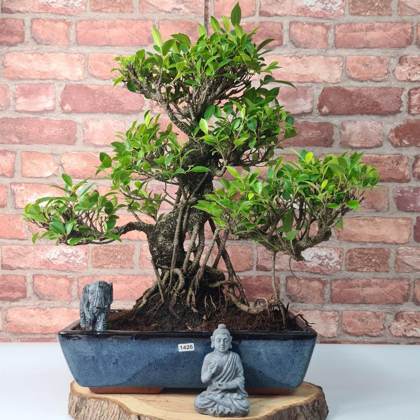 Ficus Microcarpa (Banyan Fig) Large Indoor Bonsai Tree | Shaped | In 3 ...