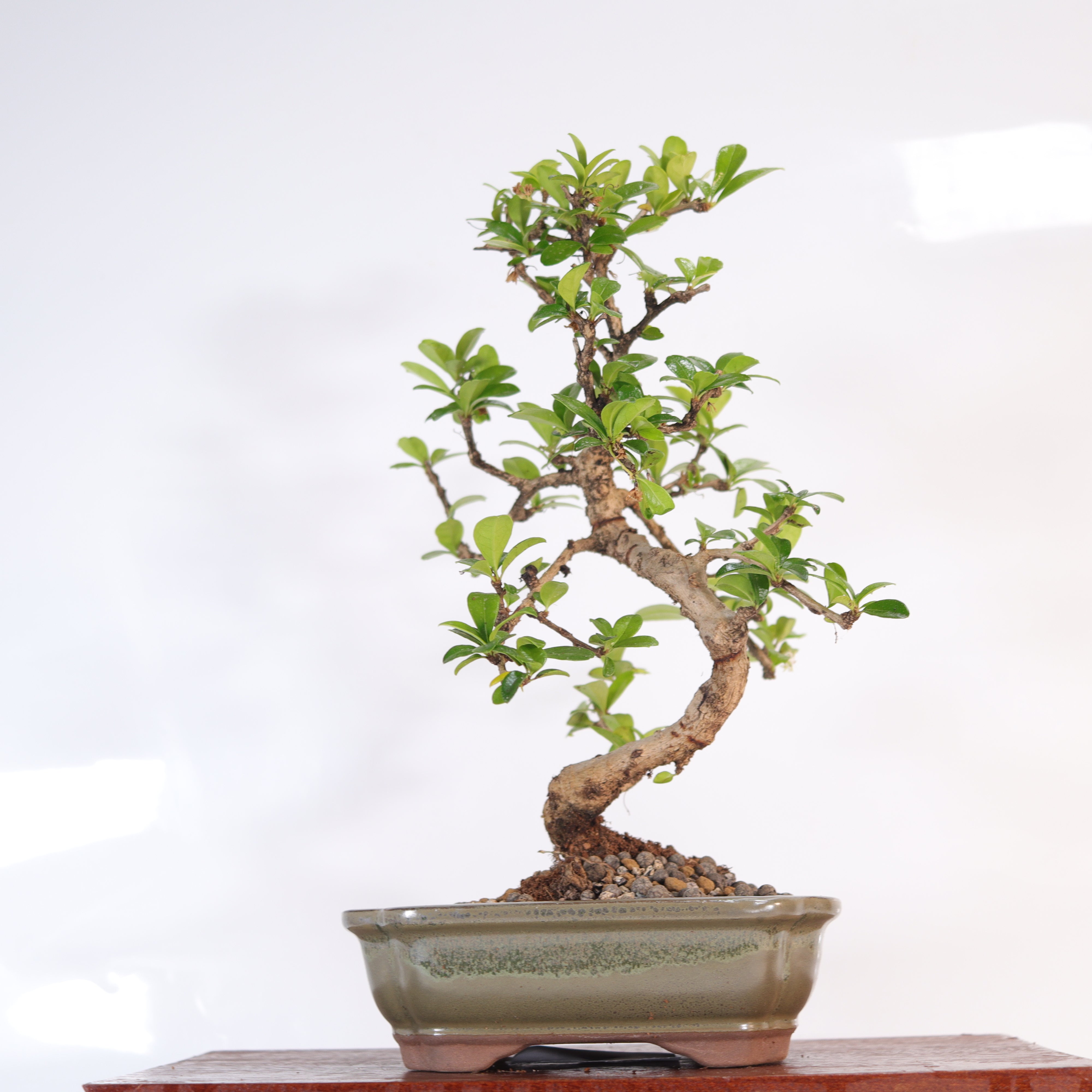Fukien Tea Tree (Carmona Retusa) Bonsai Tree | Shaped | In 18cm Pot ...